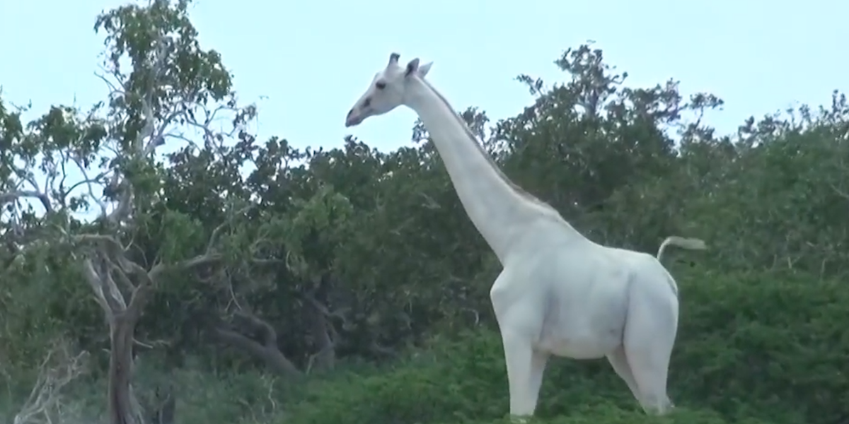 Rare White Giraffe And Her Baby Caught On Film - Videos - The Dodo