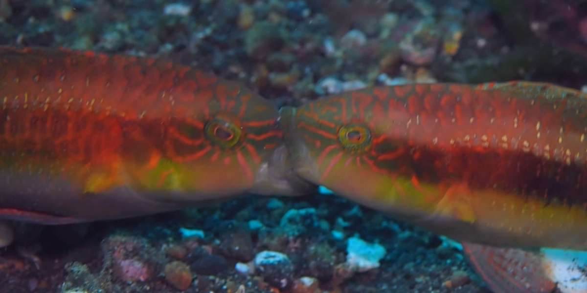 These Fish Can't Stop 'Kissing' - Videos - The Dodo