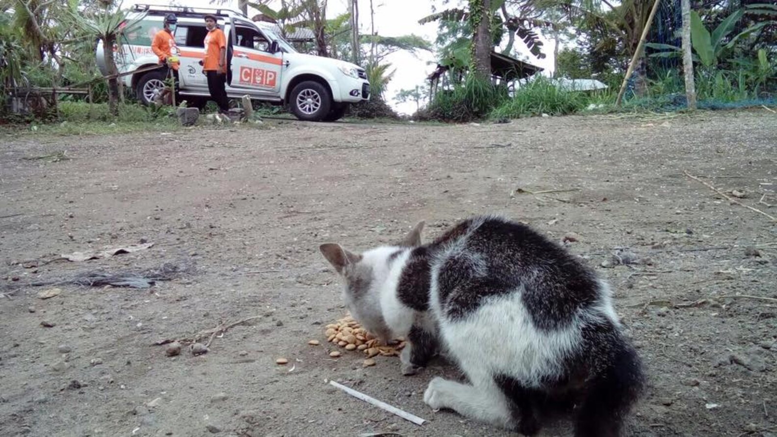 People Are Rescuing Thousands Of Animals Before Bali Volcano Eruption ...