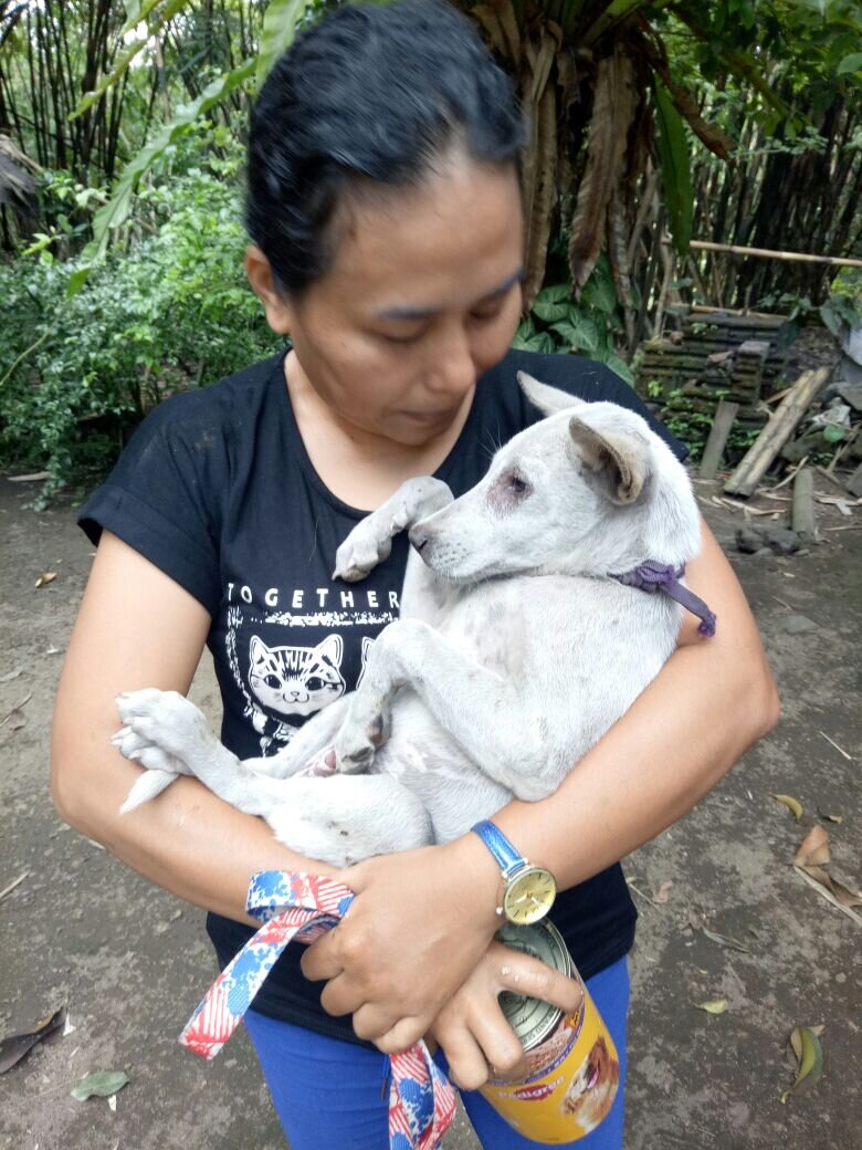 People Are Rescuing Thousands Of Animals Before Bali Volcano Eruption ...