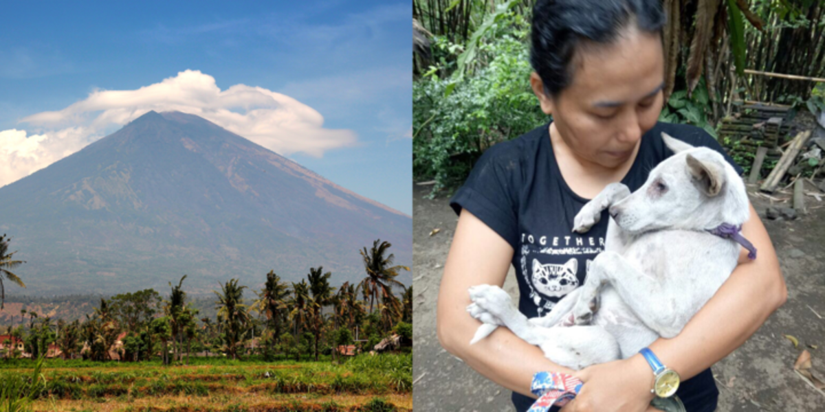 People Are Rescuing Thousands Of Animals Before Bali Volcano Eruption ...