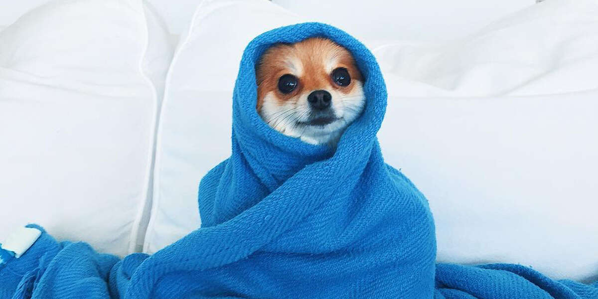 The Stages Of Going Out - Videos - The Dodo