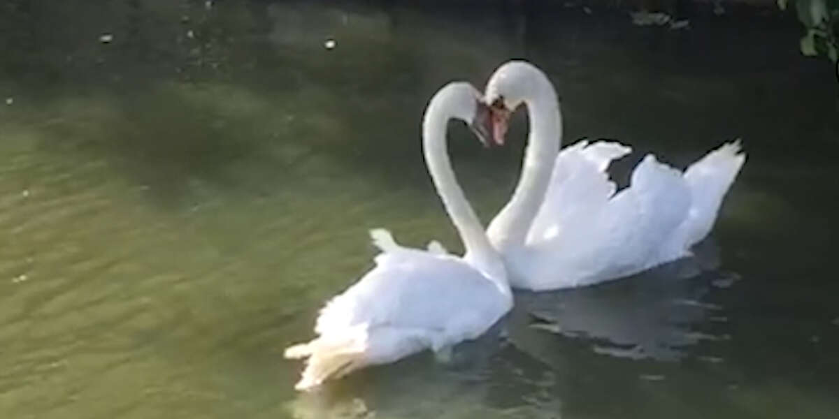 Swan Couple Has The Sweetest Reunion - Videos - The Dodo