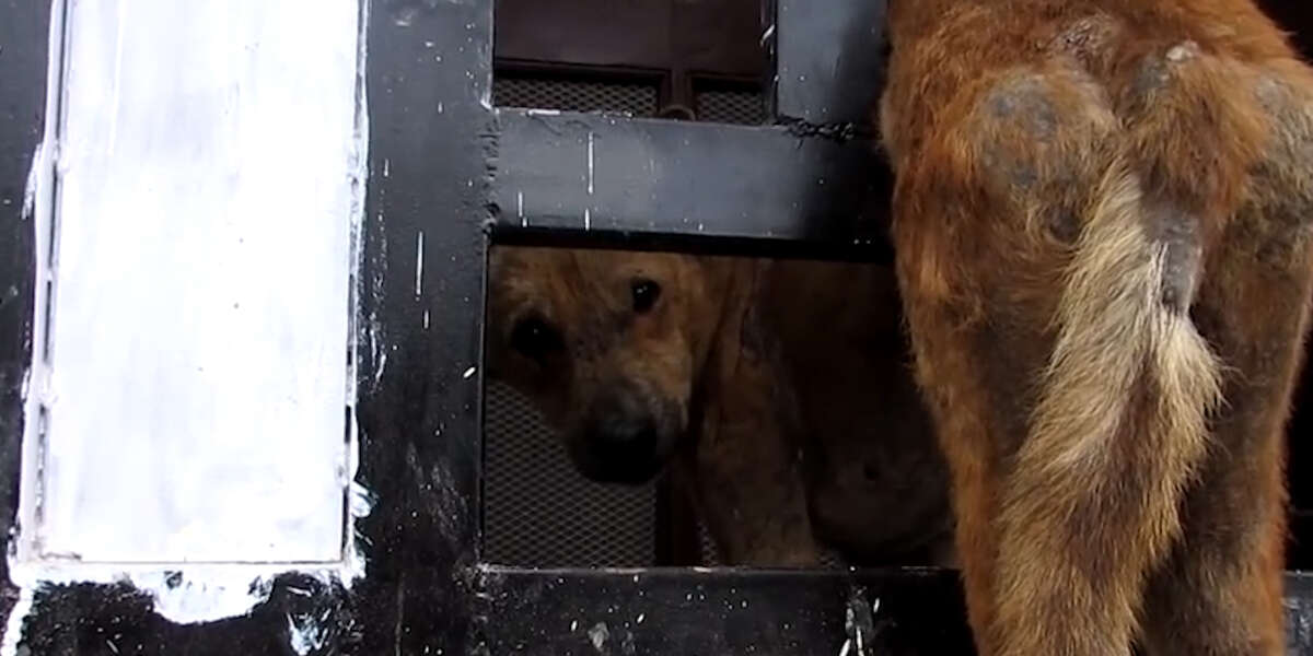 Dog Stuck In Gate Is So Grateful Rescuers Arrived - Videos - The Dodo