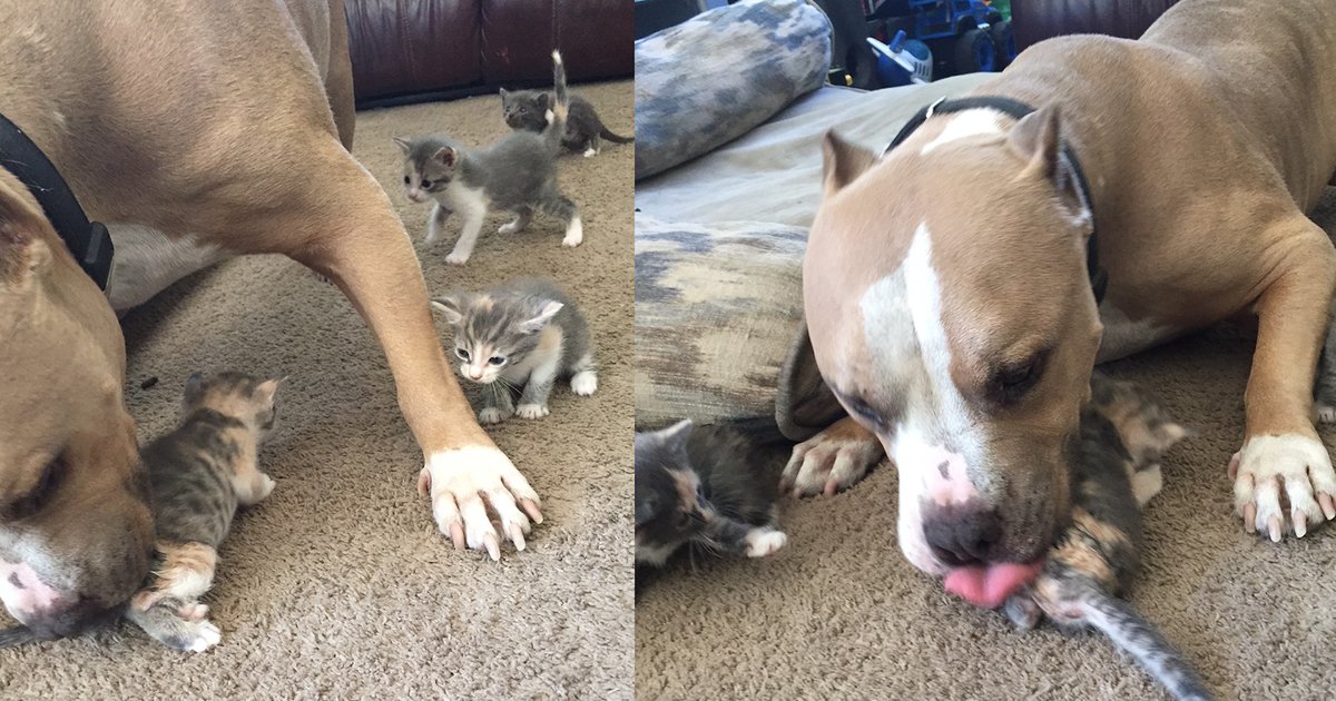 Pit Bull Who’s Obsessed With Cats Gets His Own Litter Of Kittens - The Dodo