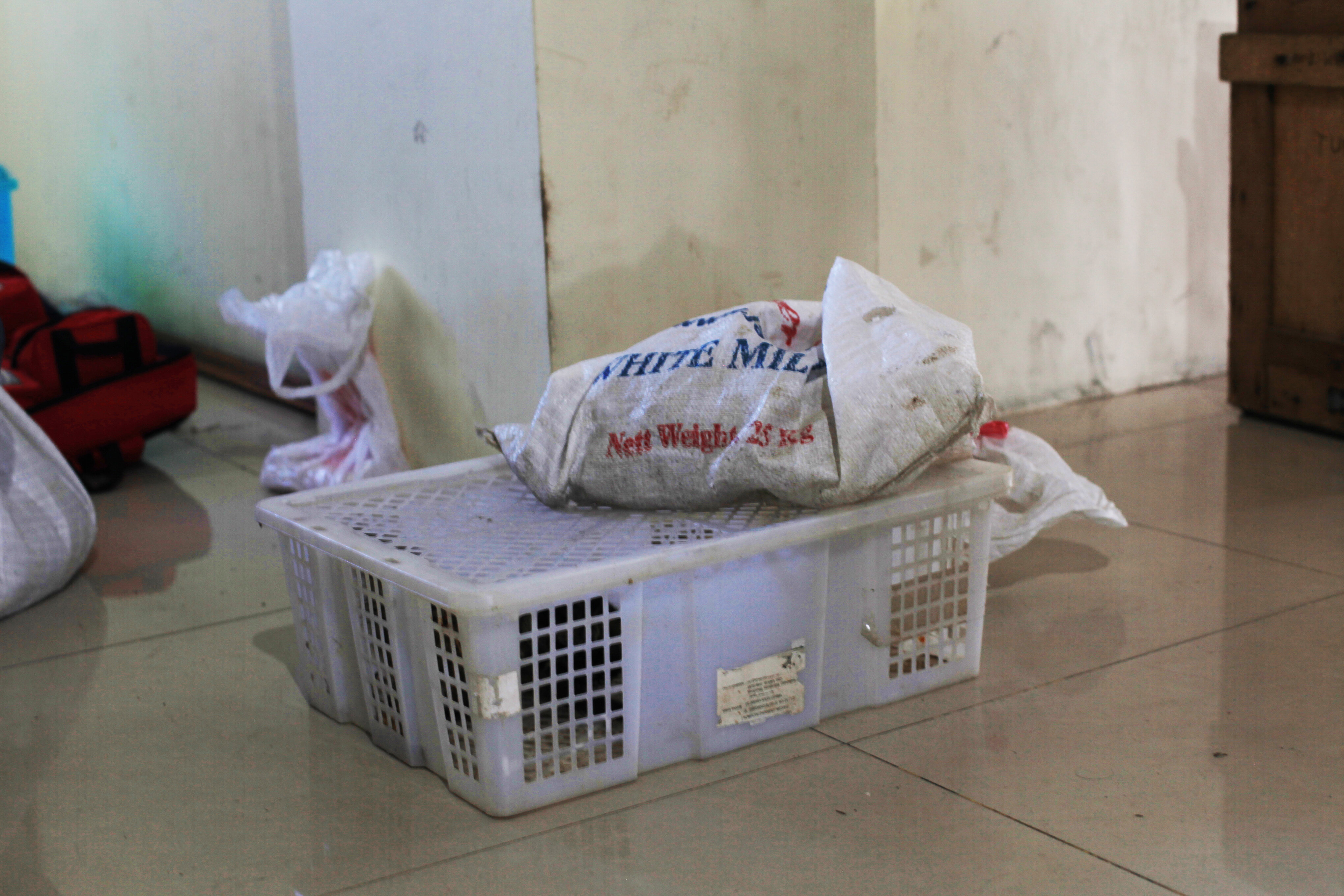 Police Bust Smugglers And Find Box Full Of Cowering Slow Lorises - The Dodo