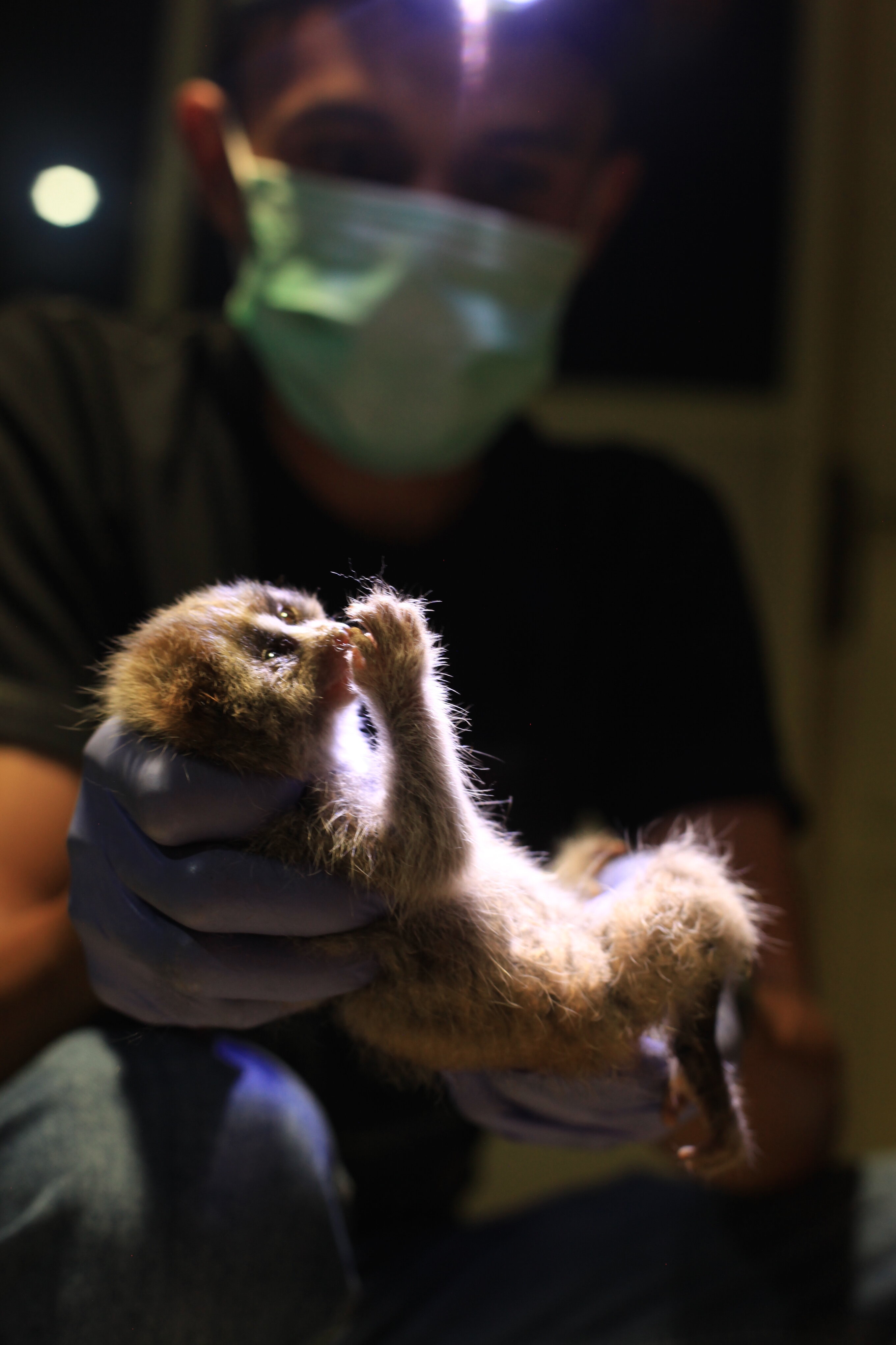 Police Bust Smugglers And Find Box Full Of Cowering Slow Lorises - The Dodo