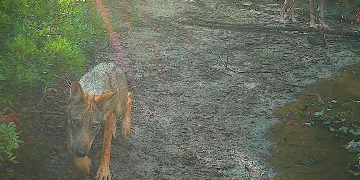 Wolf Family Spotted Just Outside Rome For The First Time In A Century ...