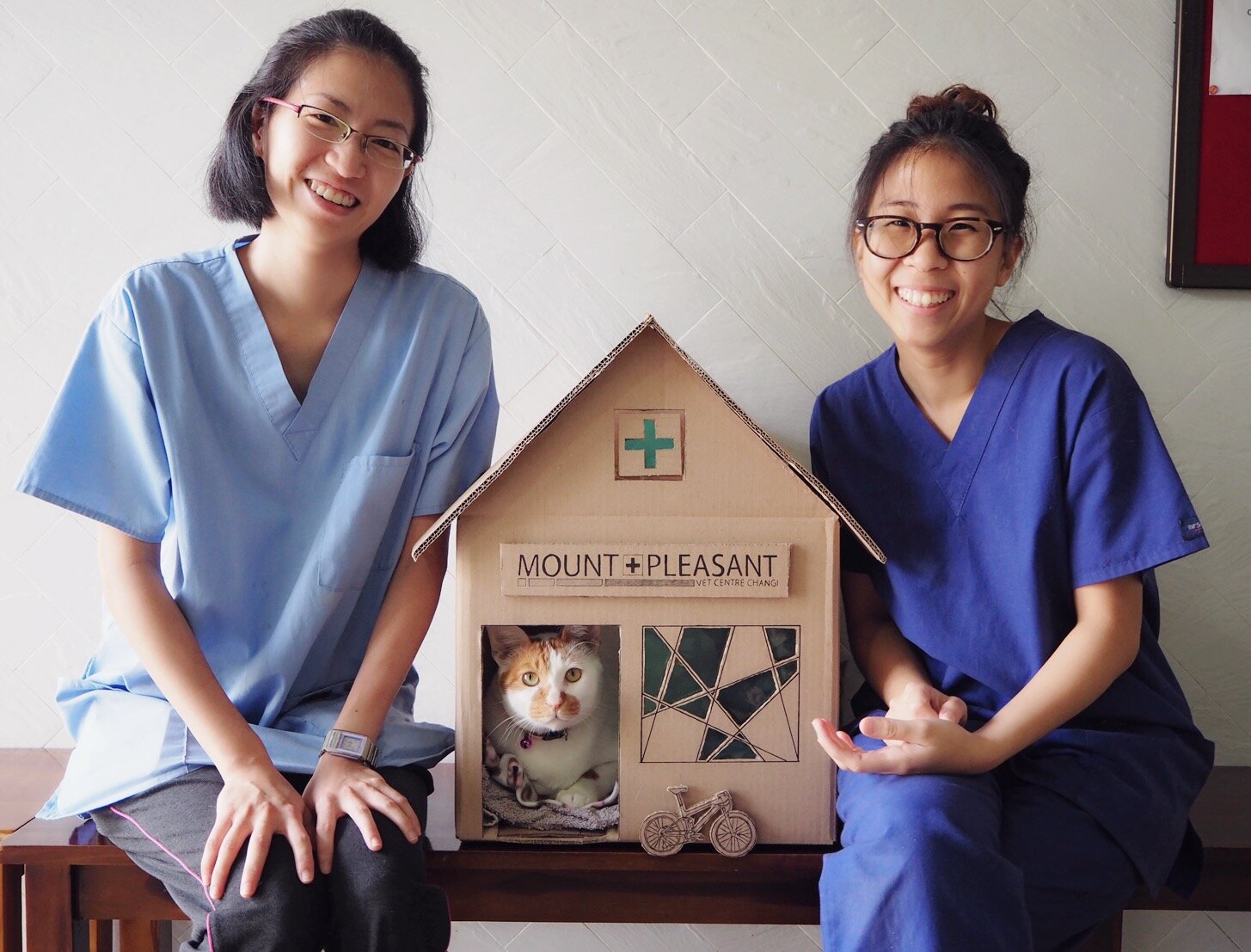 Vet’s Office Makes Amazing Houses For Resident Cat - The Dodo