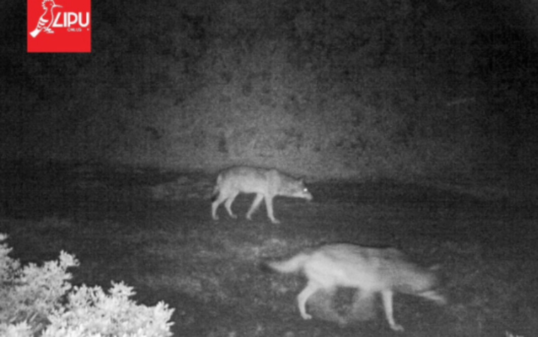 Wolf Family Spotted Just Outside Rome For The First Time In A Century ...