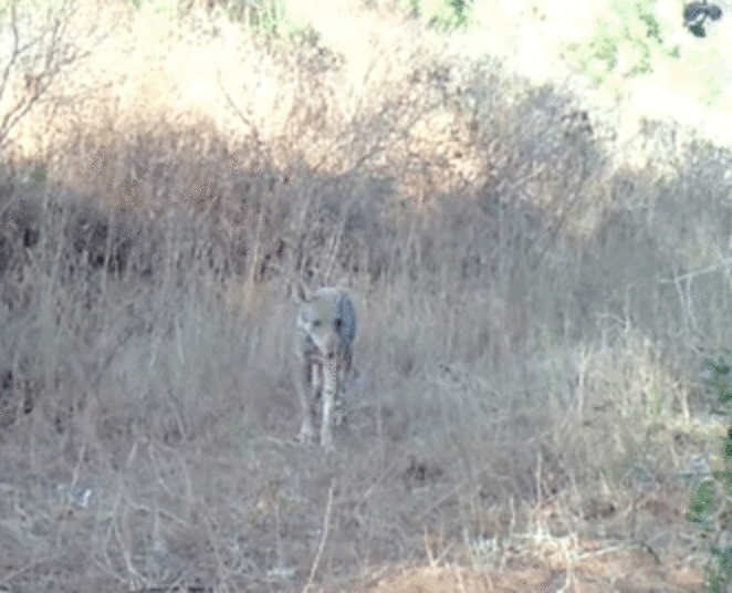 Wolf Family Spotted Just Outside Rome For The First Time In A Century ...