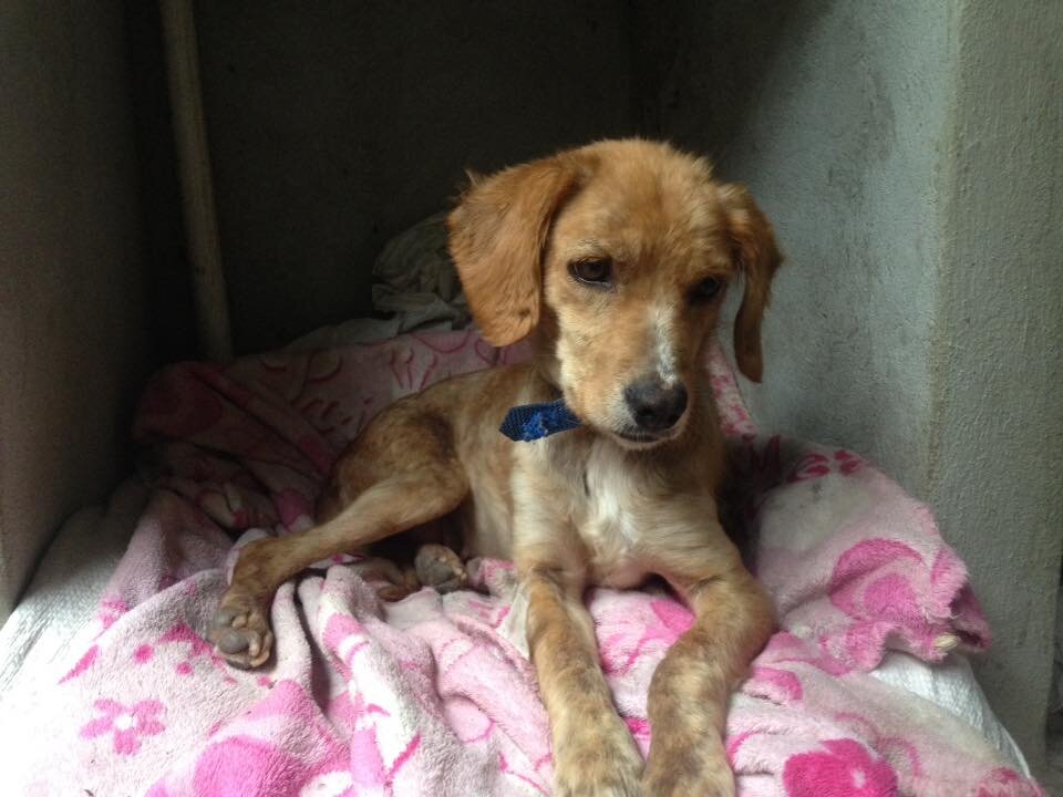 Sick Dog Living On The Streets Of Guatemala So Thankful To Be Rescued ...