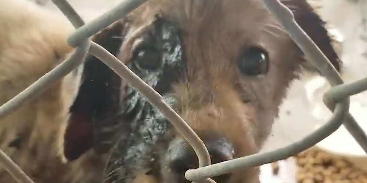 Puppy Found Covered In Tar Looks So Happy Now - Videos - The Dodo