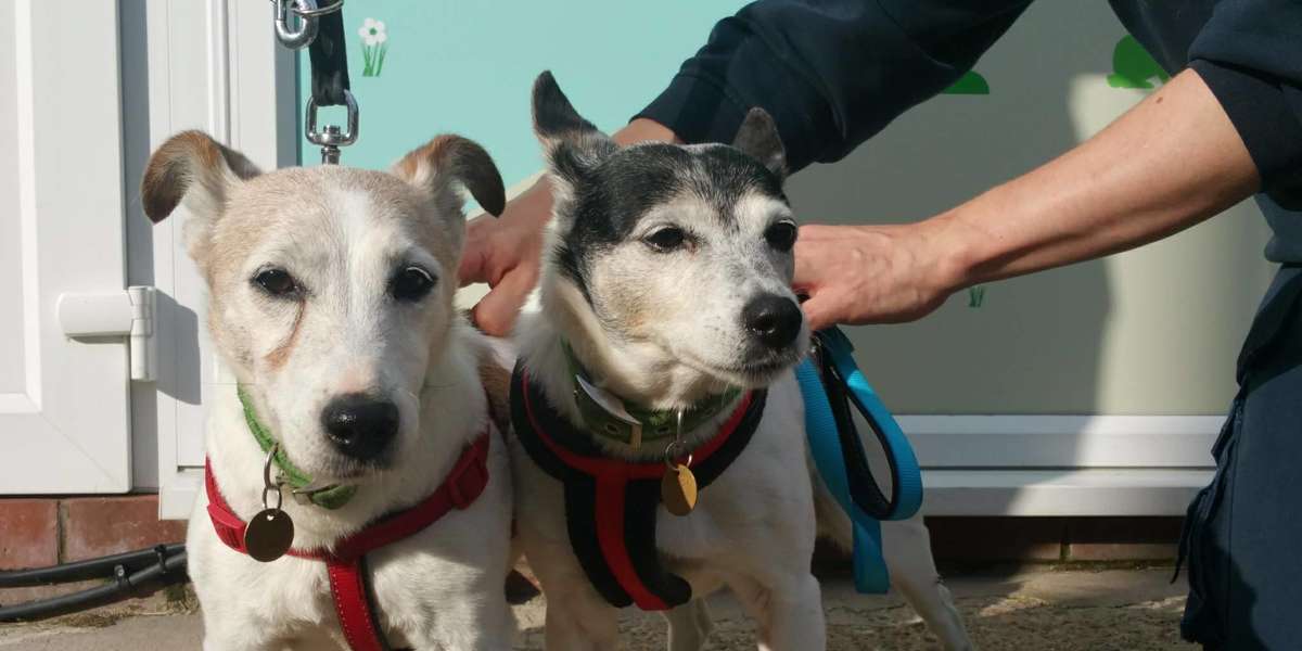 Senior Dog Best Friends Need A Home Together - The Dodo