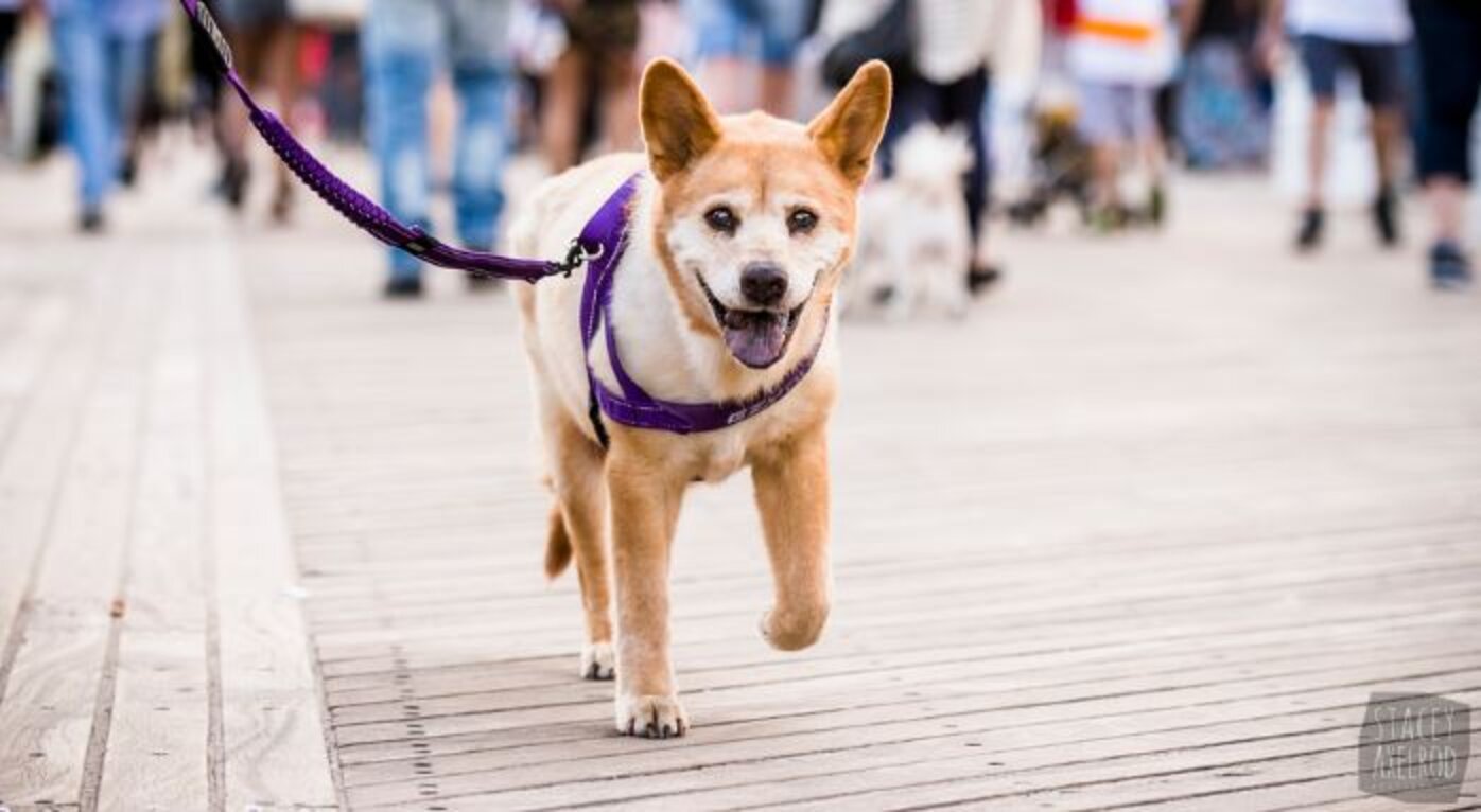 Senior Dog Who Lived Her Life Alone Gets To Spend Final Days With A ...
