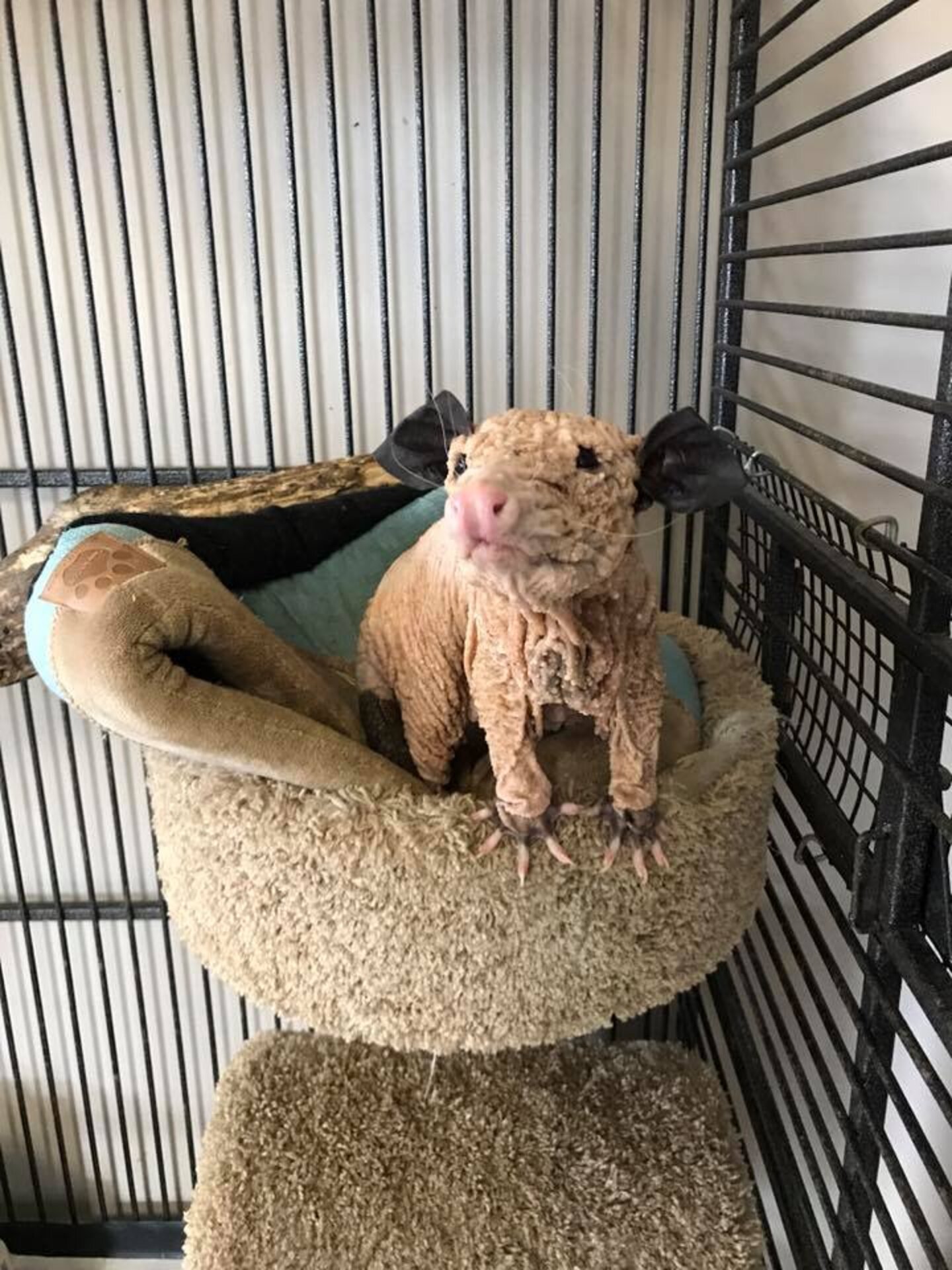 Hairless Opossum Is Living Large In Florida Wildlife Refuge - The Dodo
