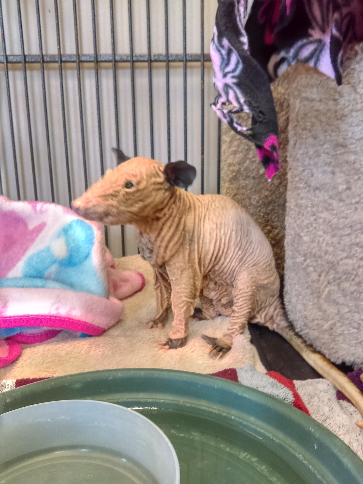 Hairless Opossum Is Living Large In Florida Wildlife Refuge - The Dodo