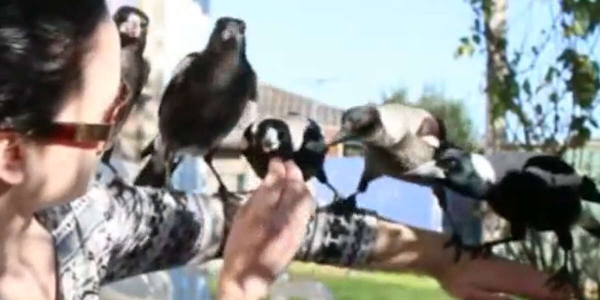Birds Visit This Woman's Backyard Every Single Day - Videos - The Dodo