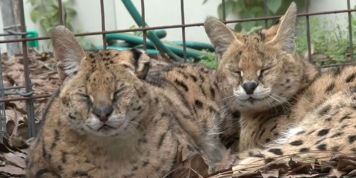 Big Cats Who Lived In A Basement Are So Happy To Finally Be Free ...