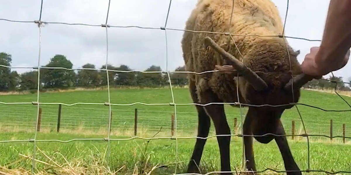 Guy Rescues Ram Stuck In Fence - Videos - The Dodo