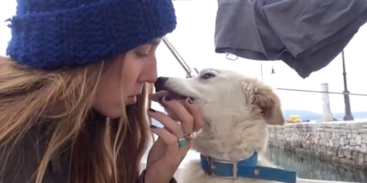 Travelers Find A Stray Puppy In Greece - Videos - The Dodo