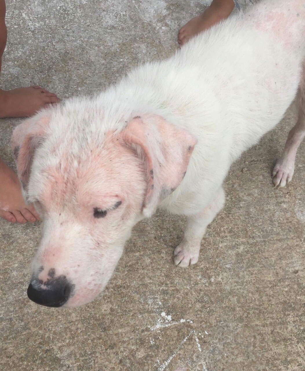 Deaf Dog Saved From Life Chained Up Outside - The Dodo