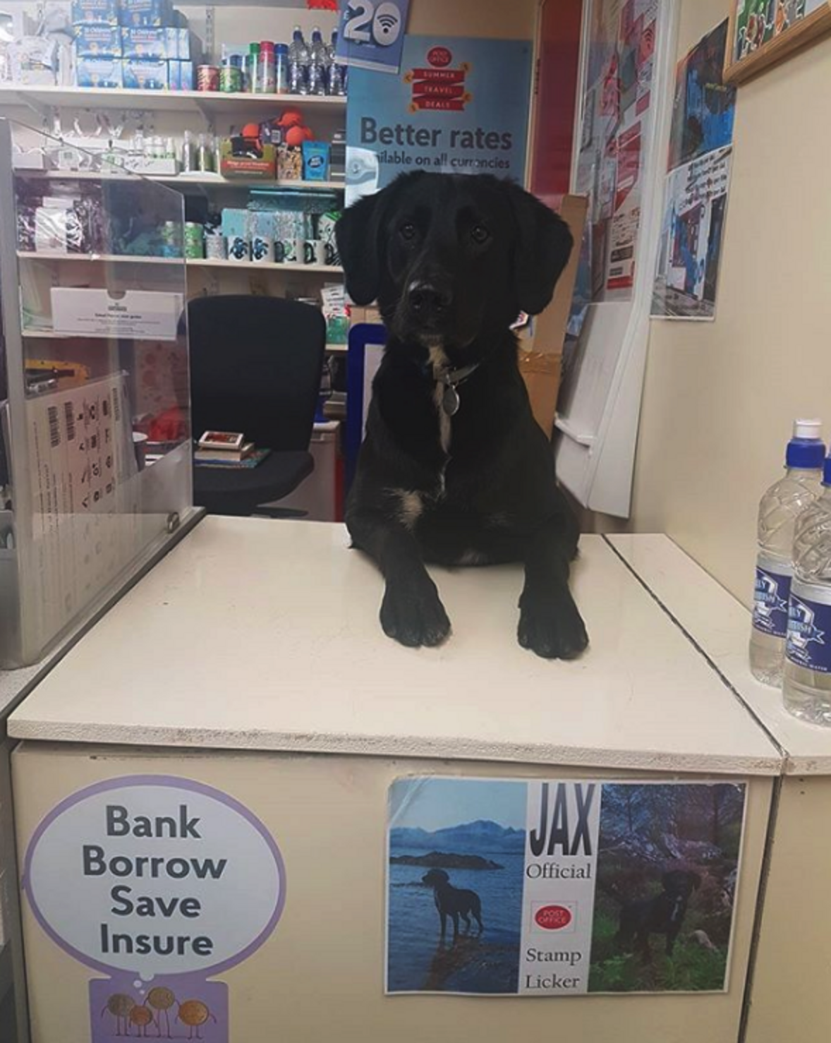 Dog Who Works At Post Office Has The Cutest Job Title - The Dodo