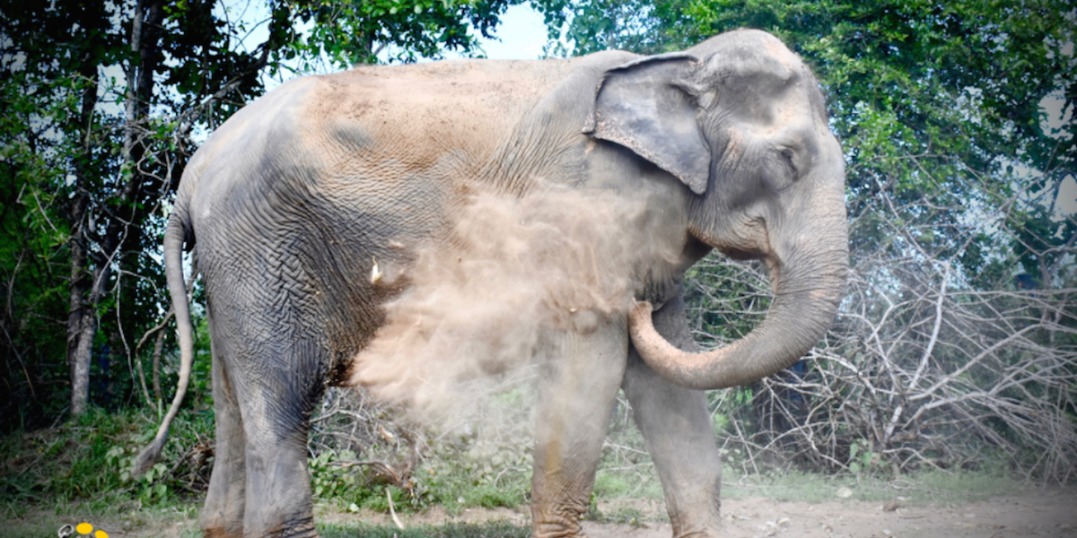 Elephant Is So Happy To Be Free After 4 Decades Working With Loggers ...