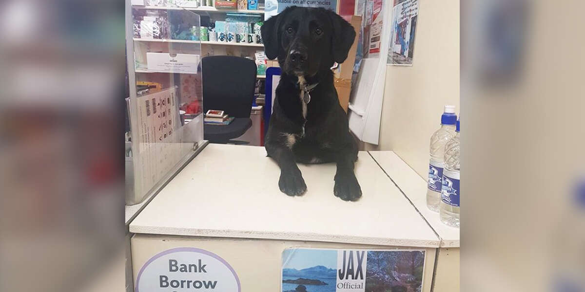 Can Dogs Go In Post Office