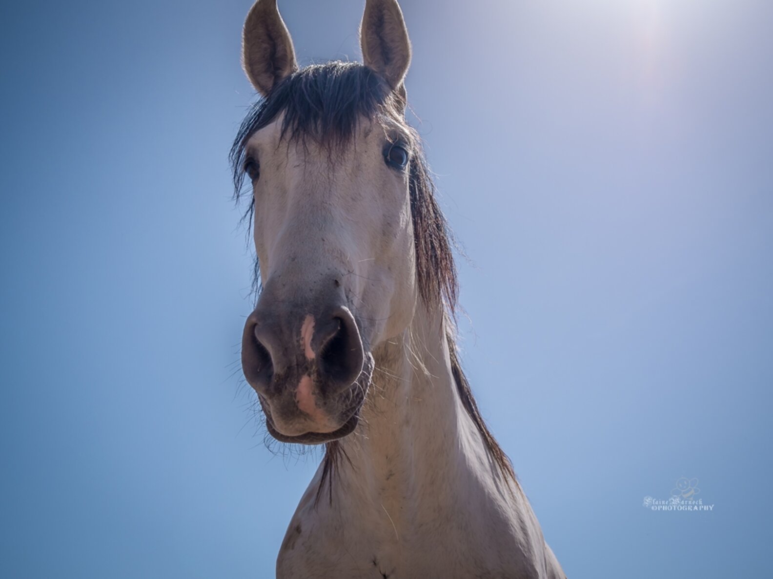 Grumpy Stallion Learns To Love After Spending His Life Alone - The Dodo