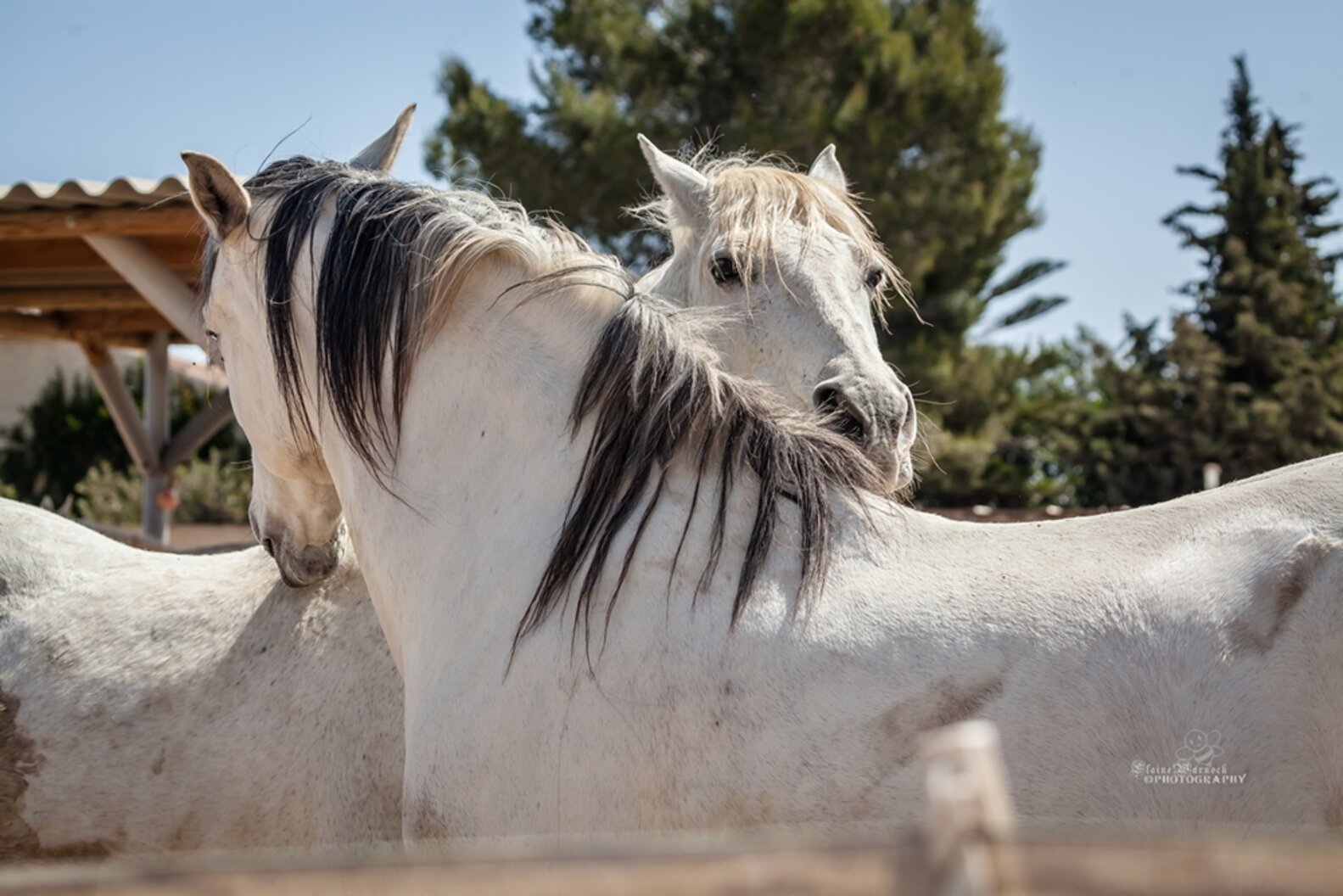 Grumpy Stallion Learns To Love After Spending His Life Alone - The Dodo