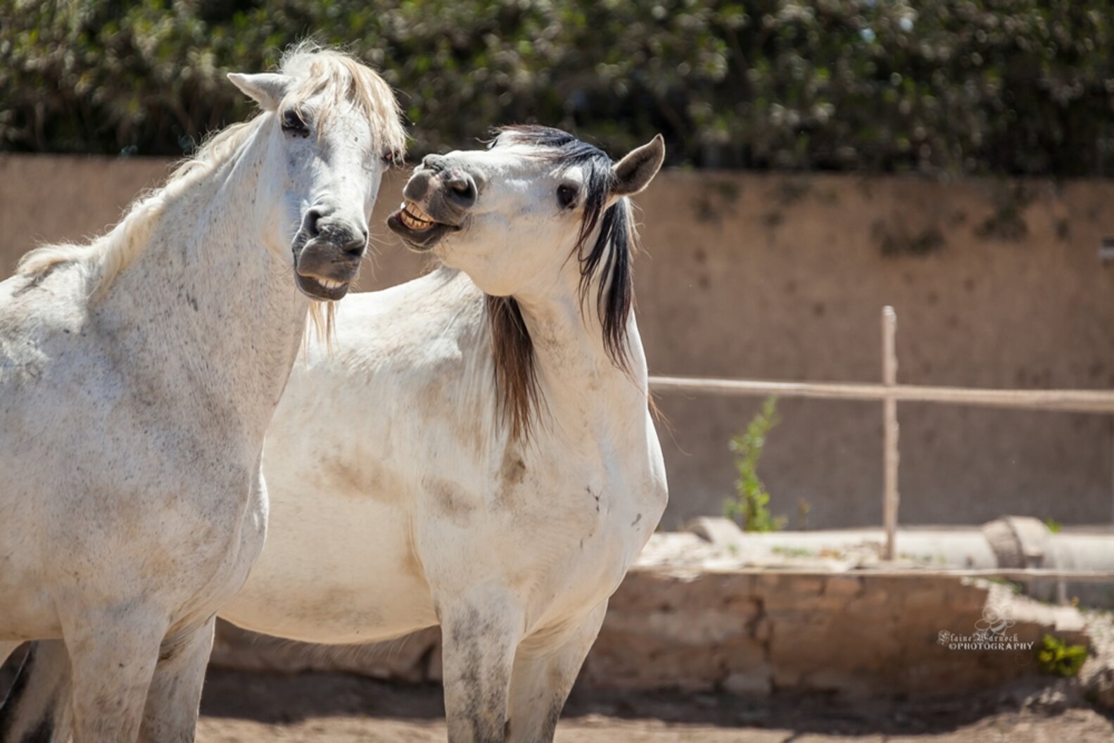 Grumpy Stallion Learns To Love After Spending His Life Alone - The Dodo