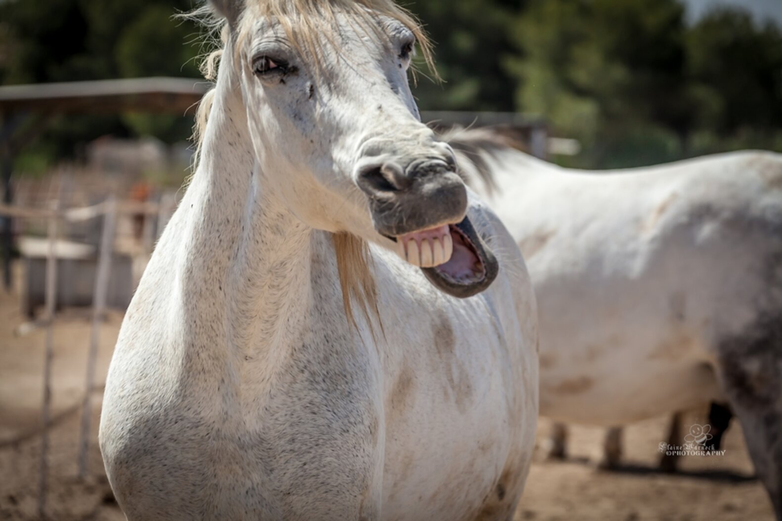Grumpy Stallion Learns To Love After Spending His Life Alone - The Dodo