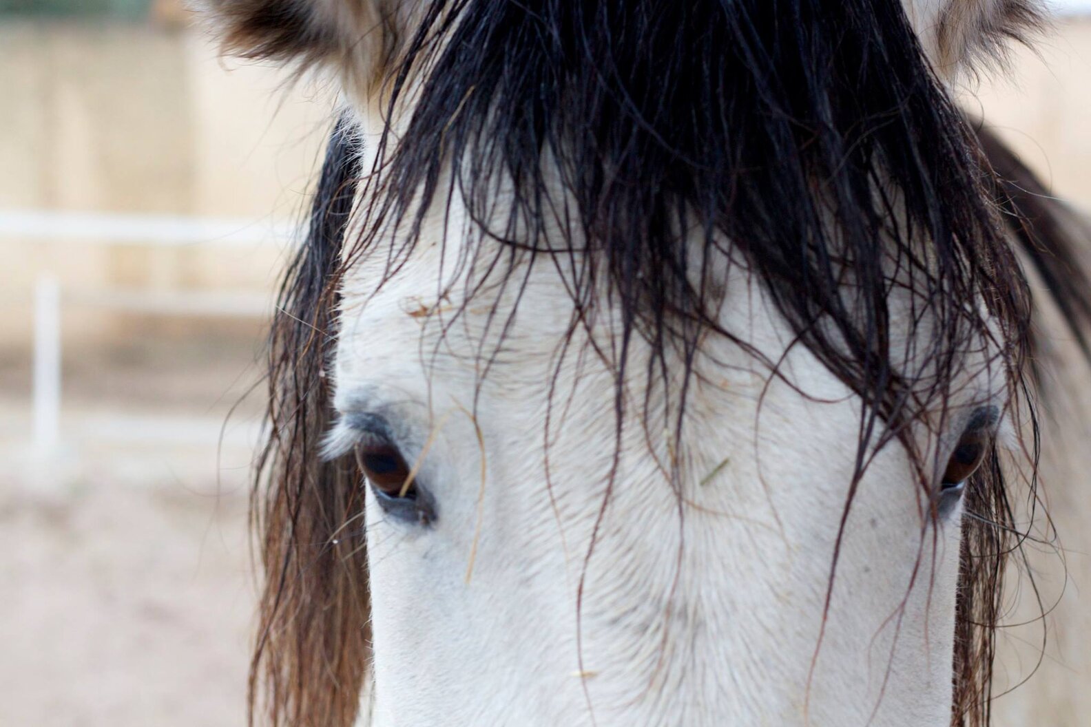 Grumpy Stallion Learns To Love After Spending His Life Alone - The Dodo