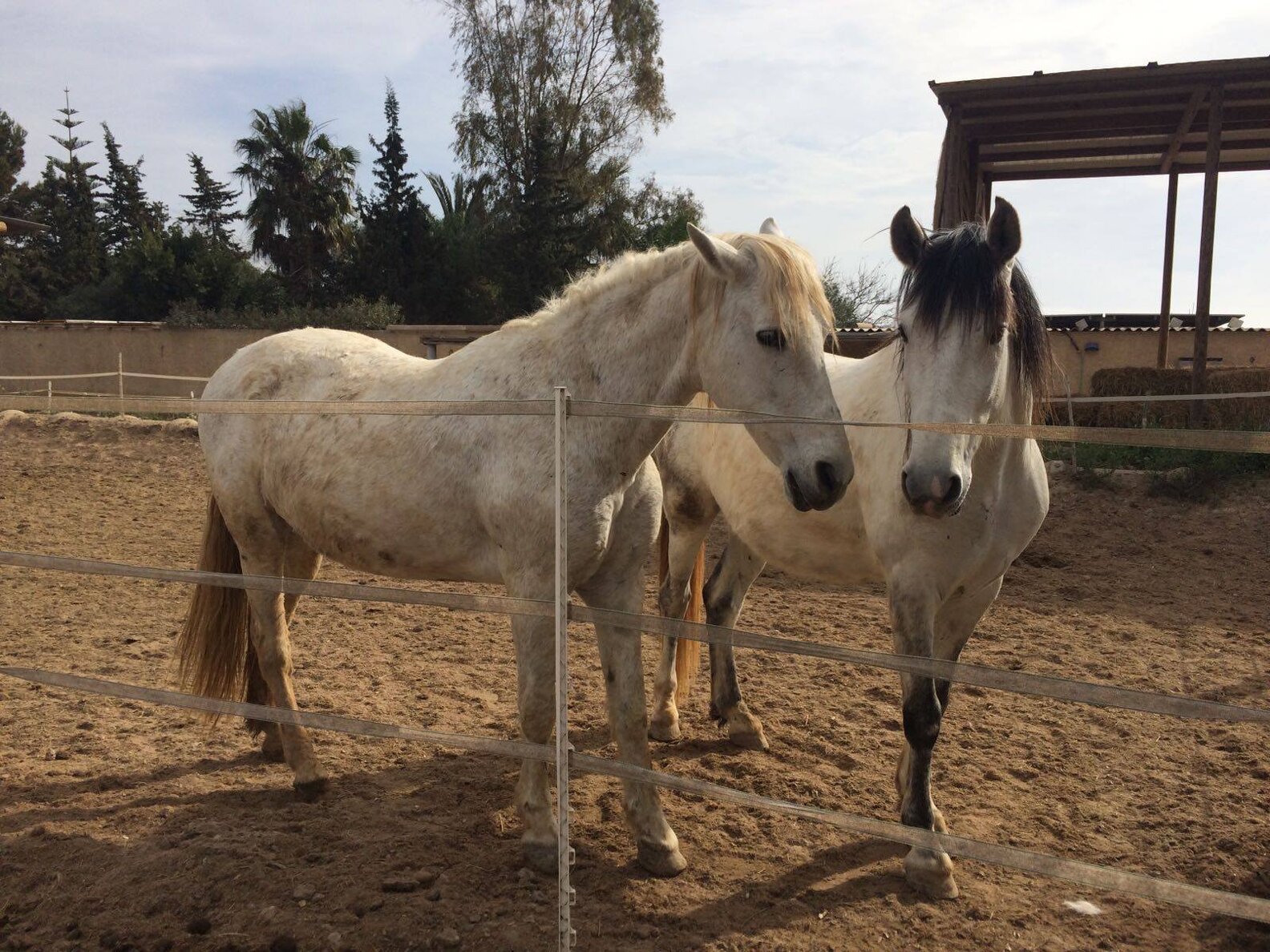 Grumpy Stallion Learns To Love After Spending His Life Alone - The Dodo