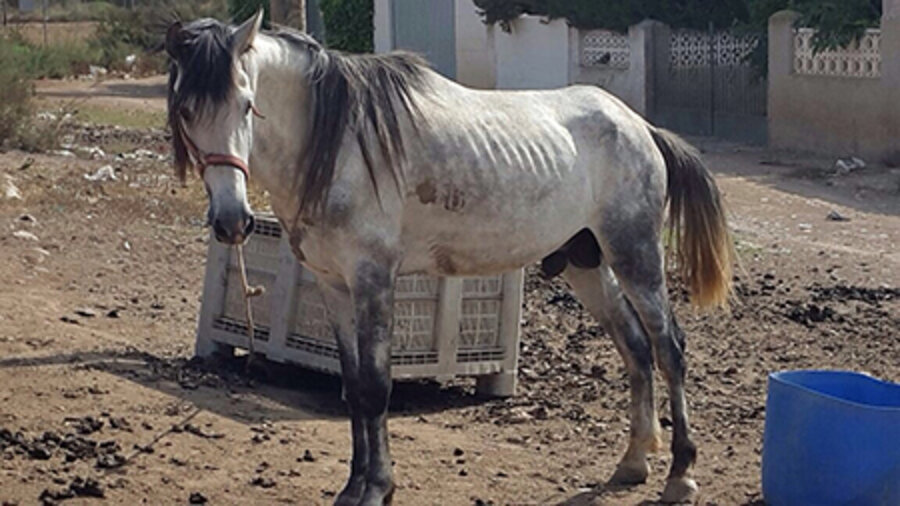 Grumpy Stallion Learns To Love After Spending His Life Alone - The Dodo