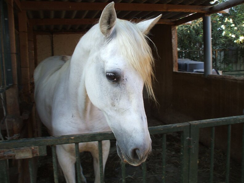 Grumpy Stallion Learns To Love After Spending His Life Alone - The Dodo