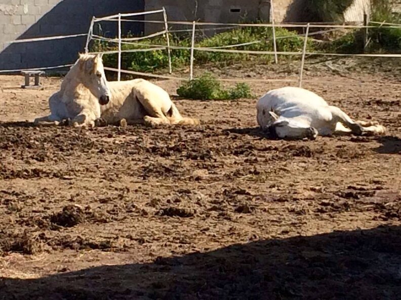 Grumpy Stallion Learns To Love After Spending His Life Alone - The Dodo