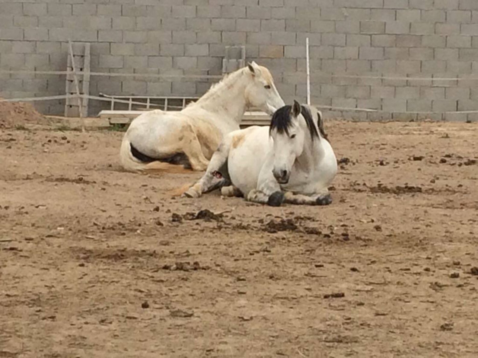 Grumpy Stallion Learns To Love After Spending His Life Alone - The Dodo