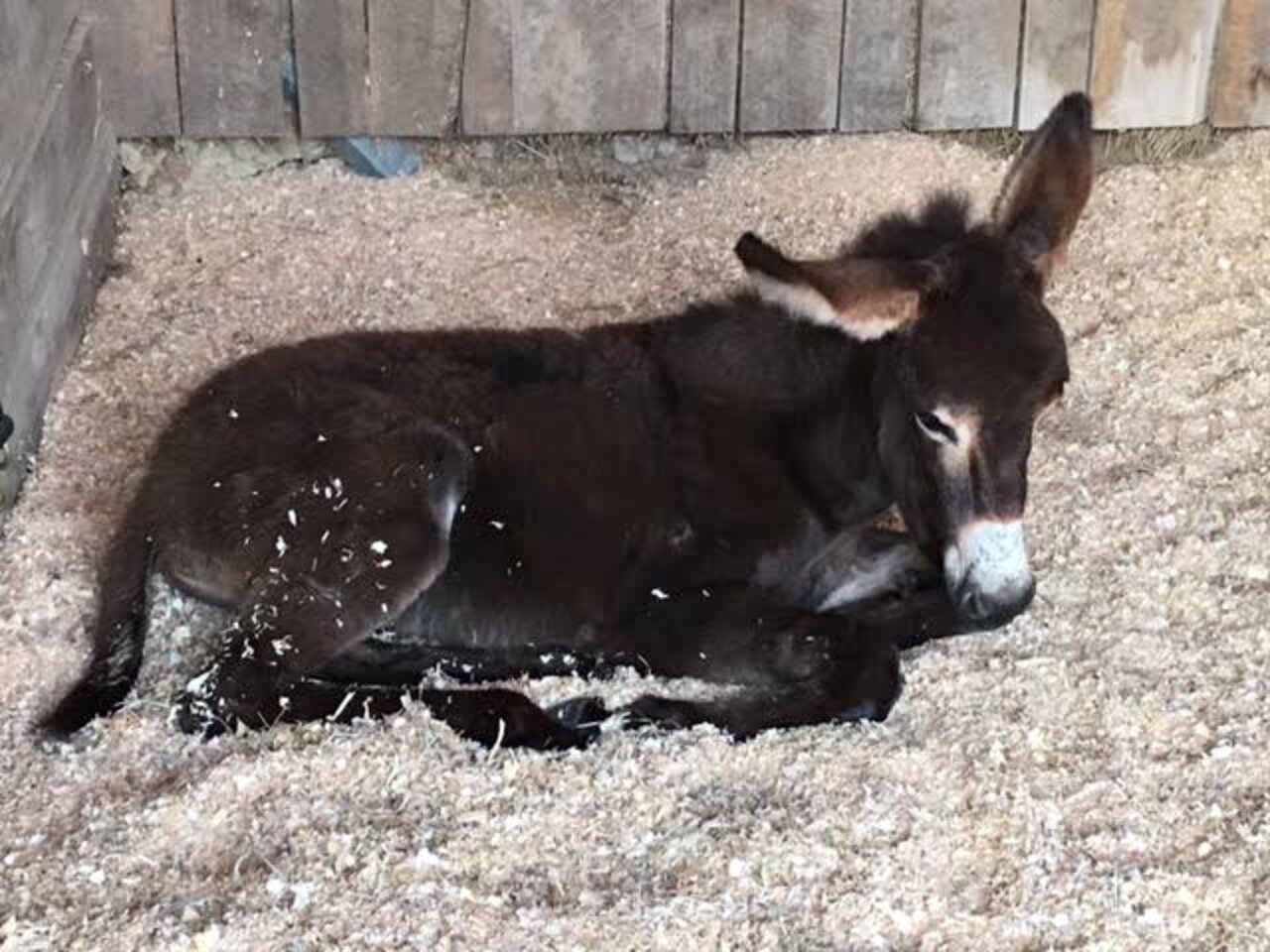 Baby Donkey Falls In Love With Woman Who Rescued Him - The Dodo