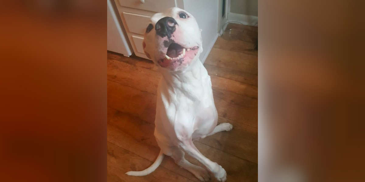 What To Know Before Adopting A Three Legged Dog - The Dodo