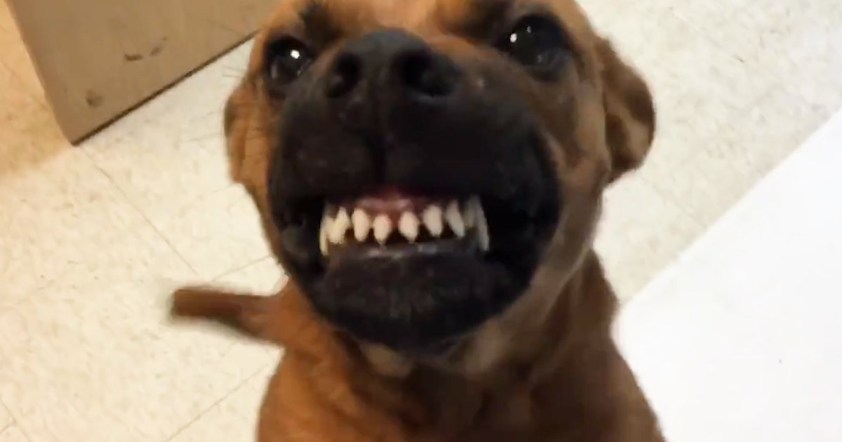 This Dog Has The Cutest Shy Smile - Videos - The Dodo