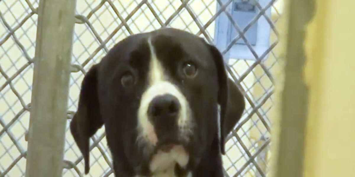 Shelter Dog Is SO Excited To Go Home - Videos - The Dodo