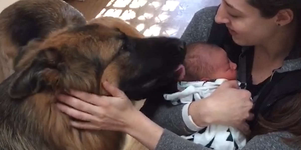 Dogs Meeting Babies For The First Time - Videos - The Dodo