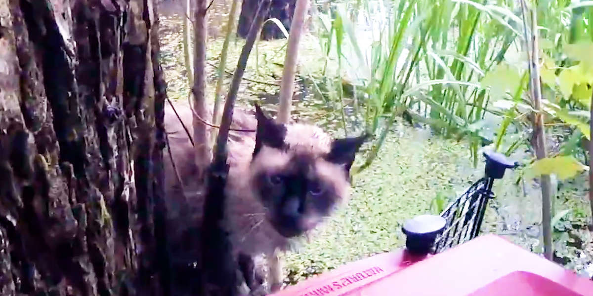 Cat Rescued After Spending 4 Days Stuck In A Tree - Videos - The Dodo