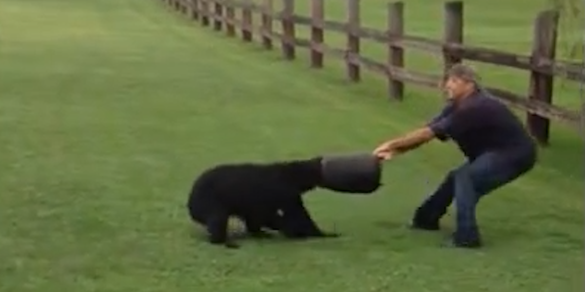 Five Animals Who Got Stuck And Needed A Helping Hand - Videos - The Dodo