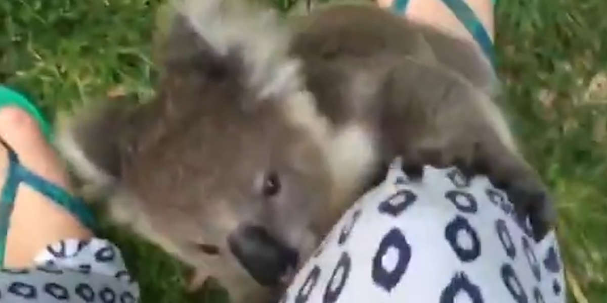 Rescued Koala Loves To Climb Anything That He Can - Videos - The Dodo