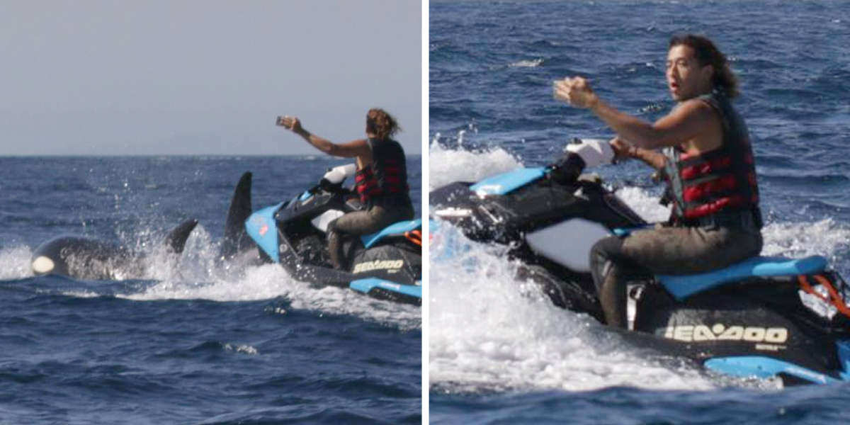 Jet Skiers Chase Orca Family For A Selfie Near Huntington Beach - The Dodo