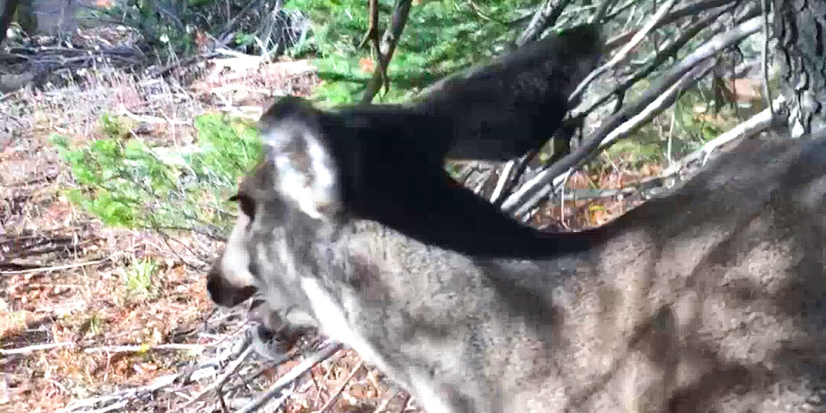 Guys Rescue Deer Trapped Between Trees - Videos - The Dodo