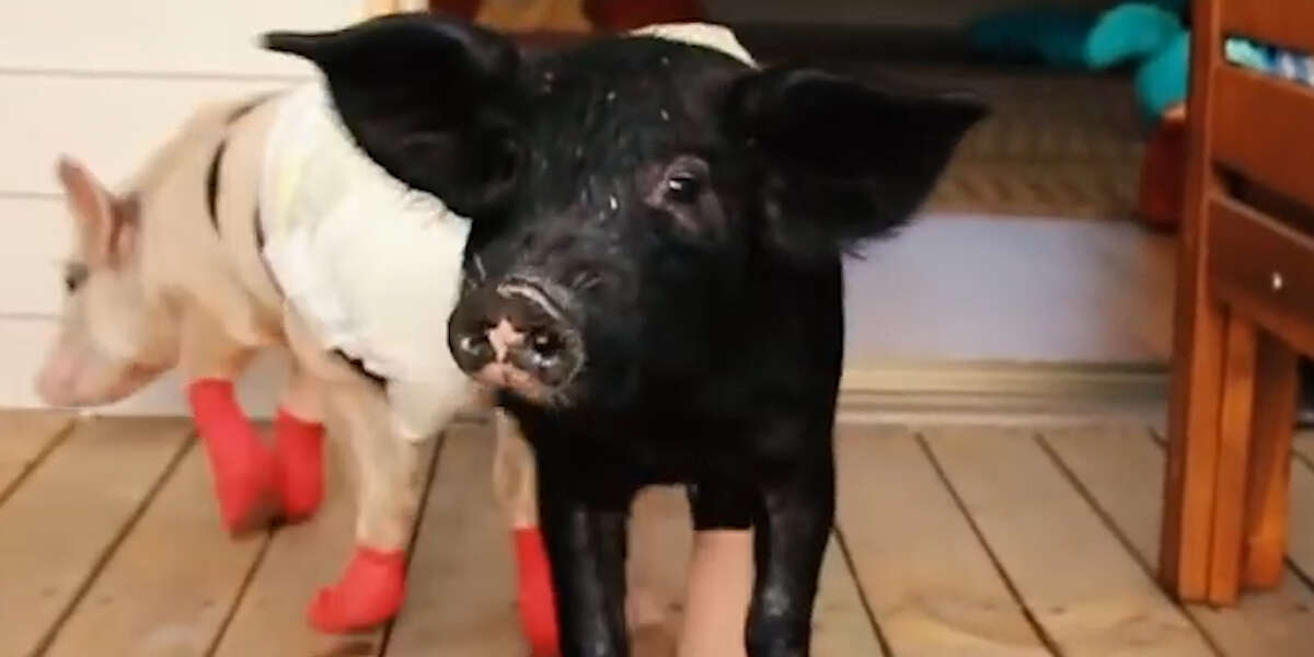 Baby Pigs Who Got Hurt In Fire Are Finally Safe Now - Videos - The Dodo